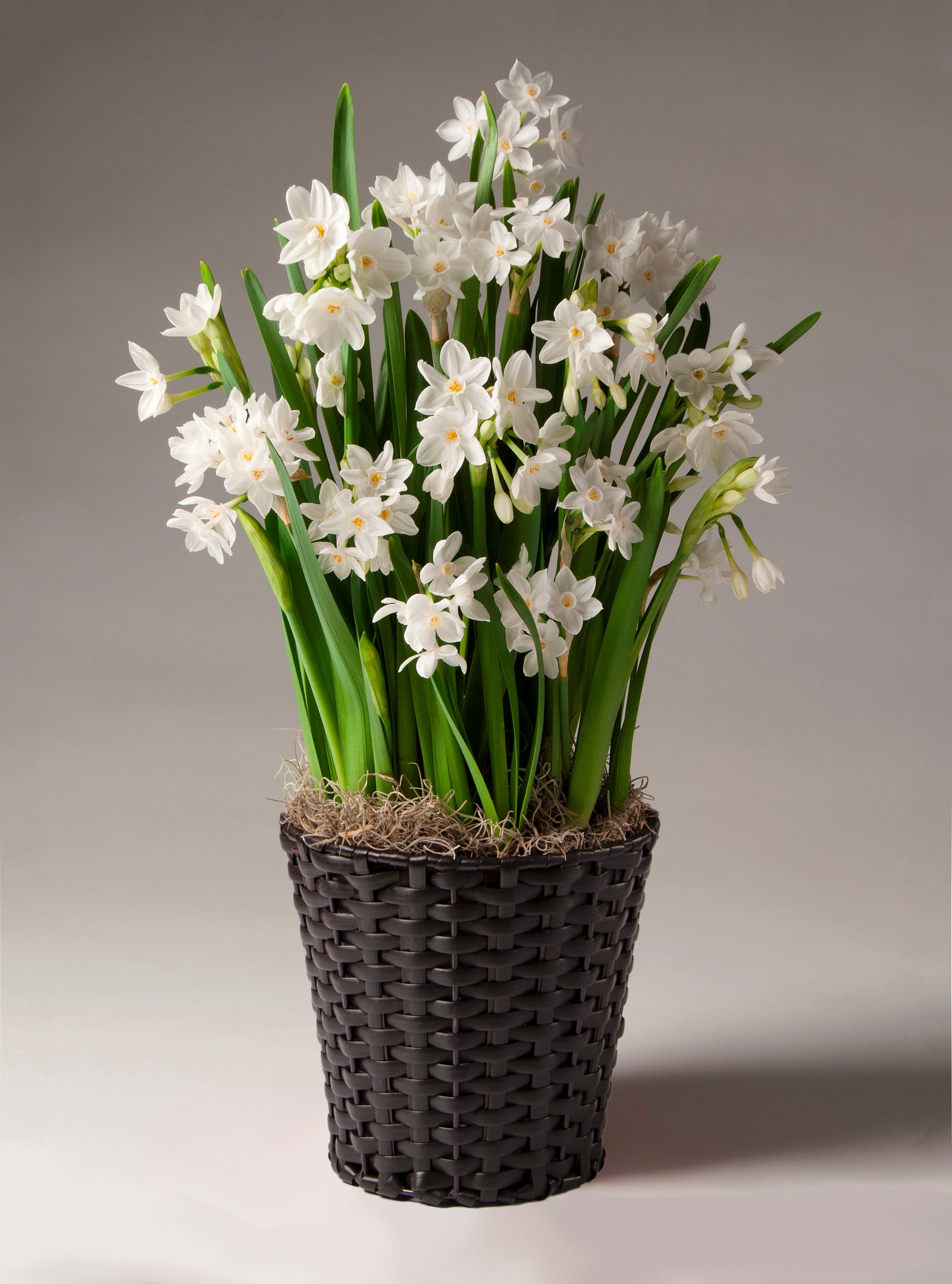 potted paperwhite narcissus small – Bulb & Blossom