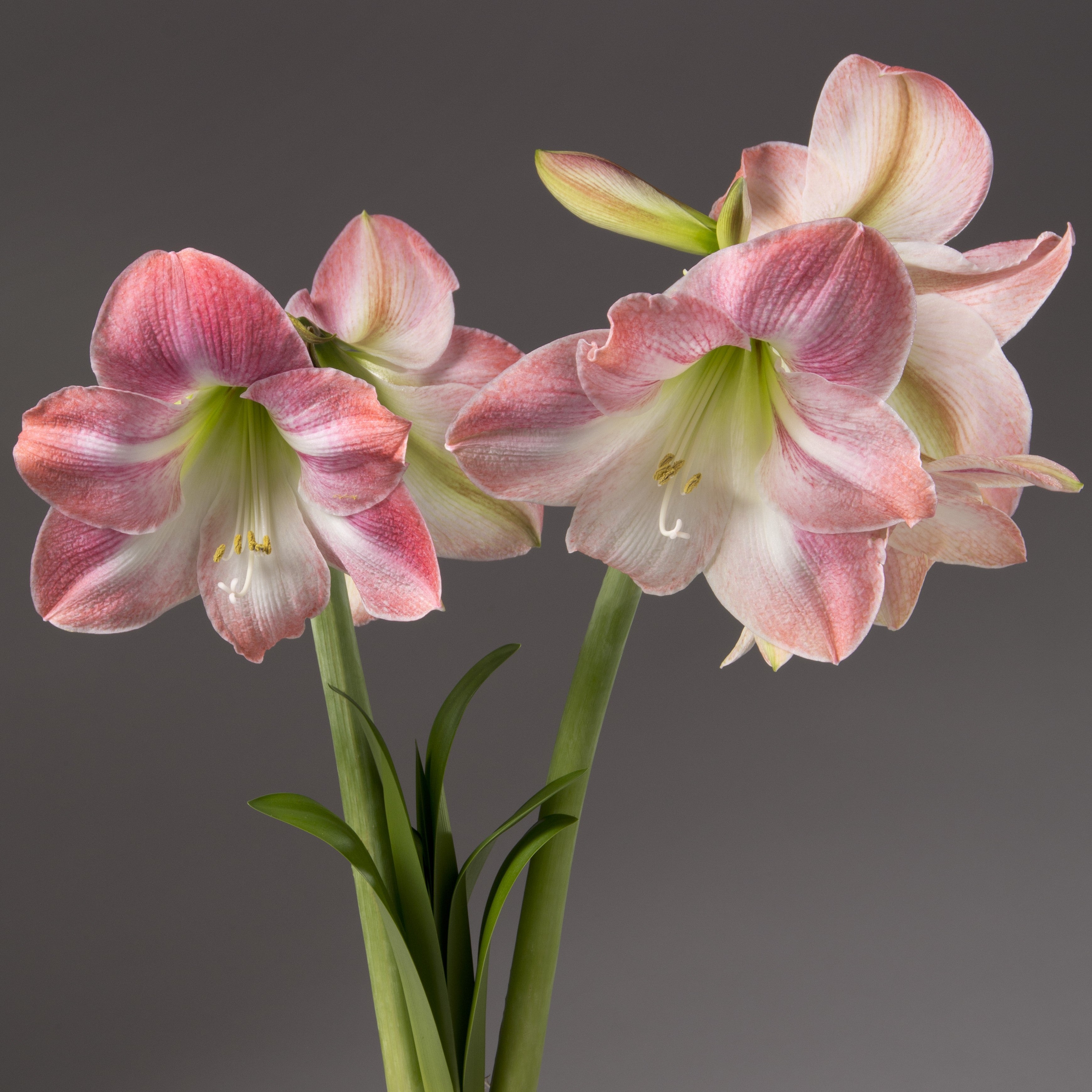 Apple Blossom Amaryllis Bulbs – Bulb & Blossom