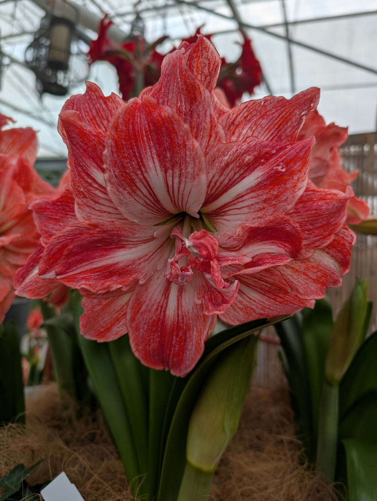 Lady Jane Amaryllis Bulbs – Bulb & Blossom