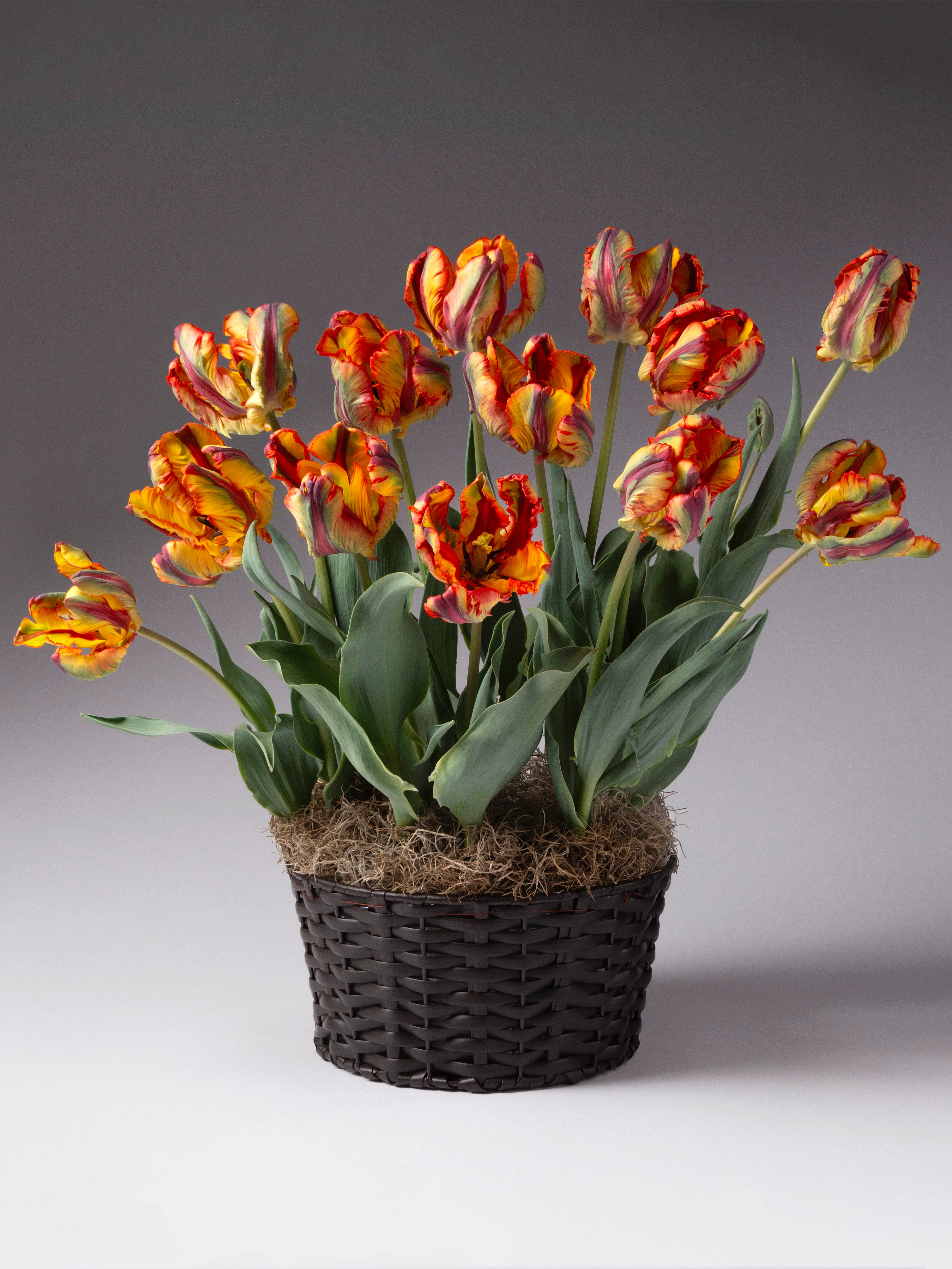 rasta parrot potted tulips – Bulb & Blossom