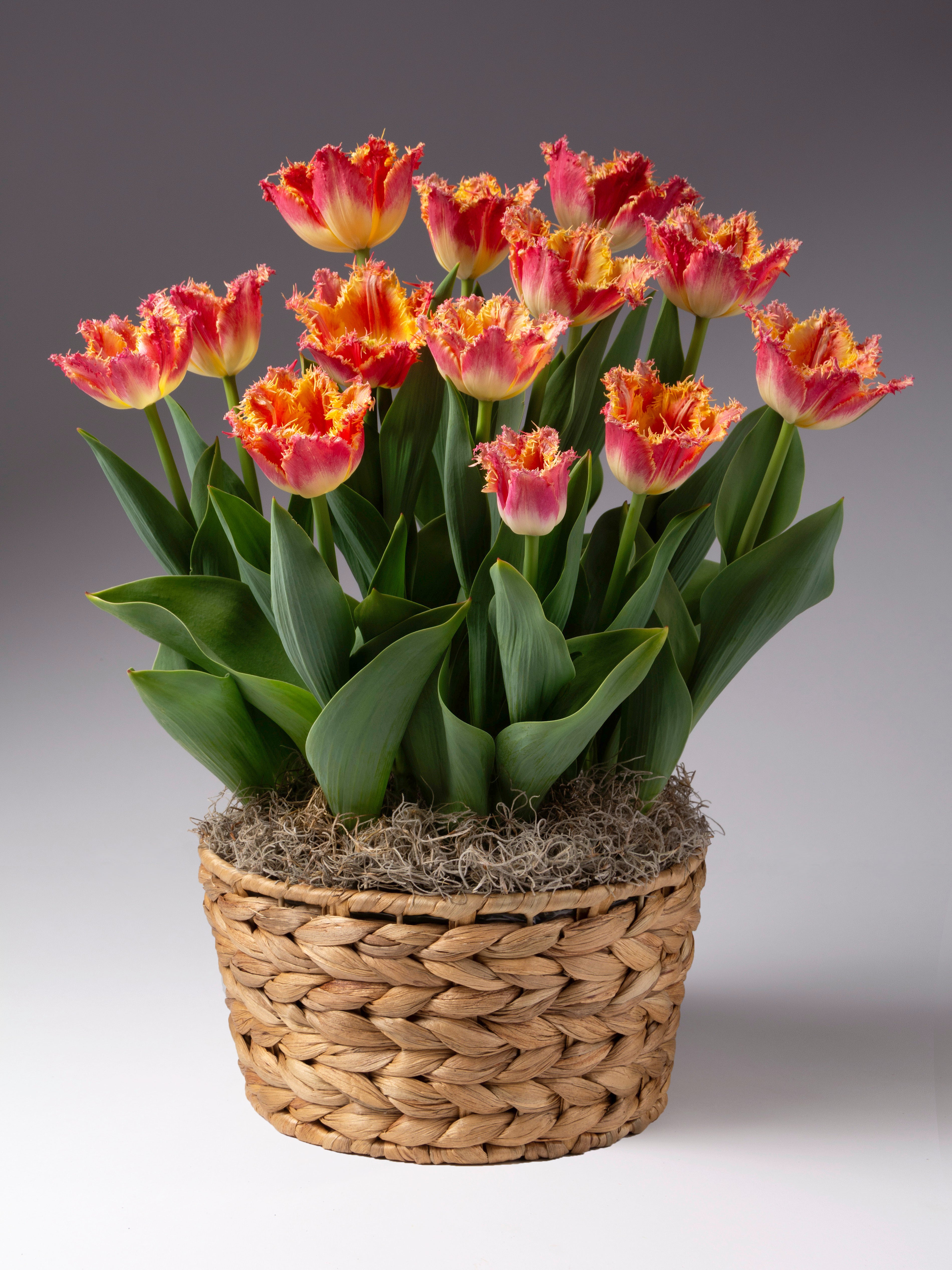 joint devision potted tulips – Bulb & Blossom