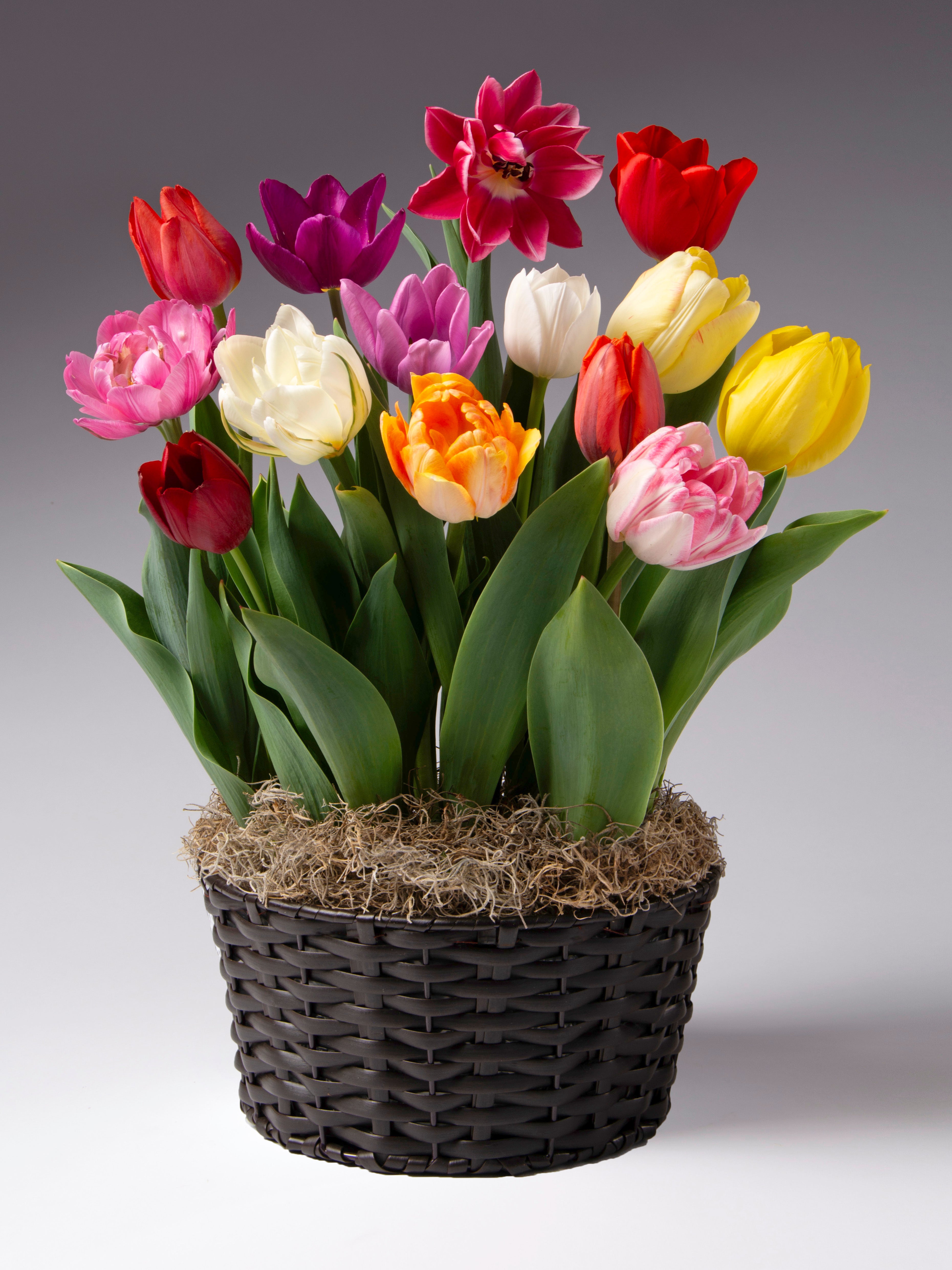 mixed potted tulips – Bulb & Blossom