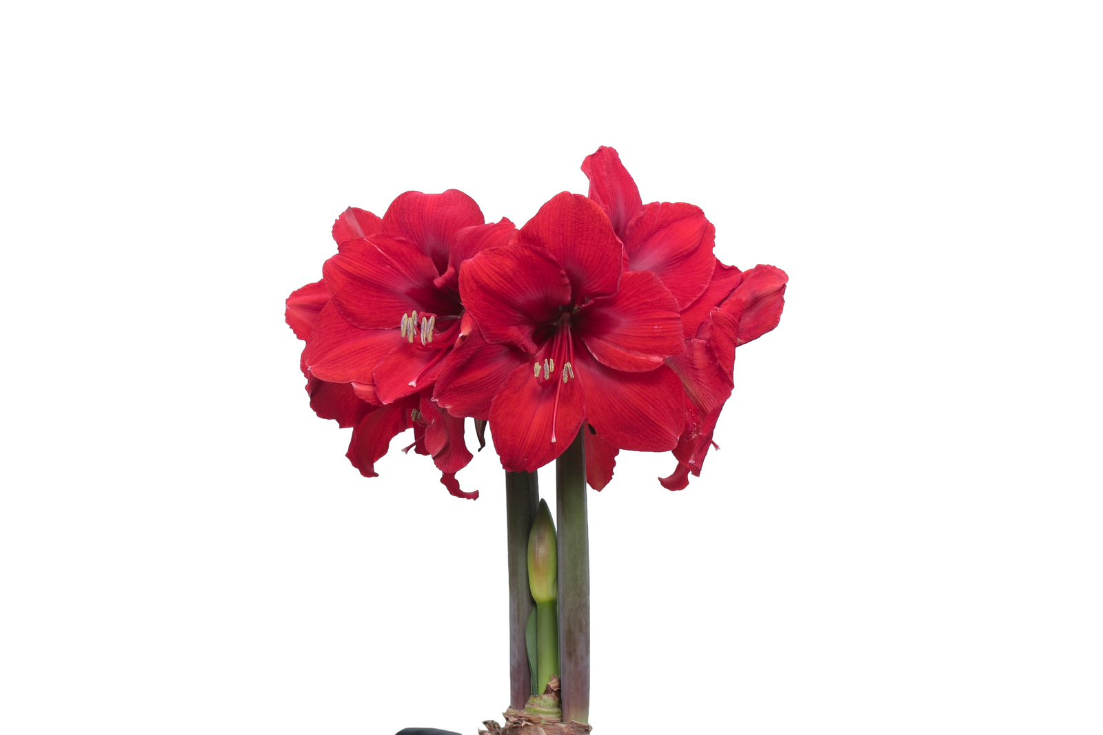 Red Victory Amaryllis Bulbs – Bulb & Blossom