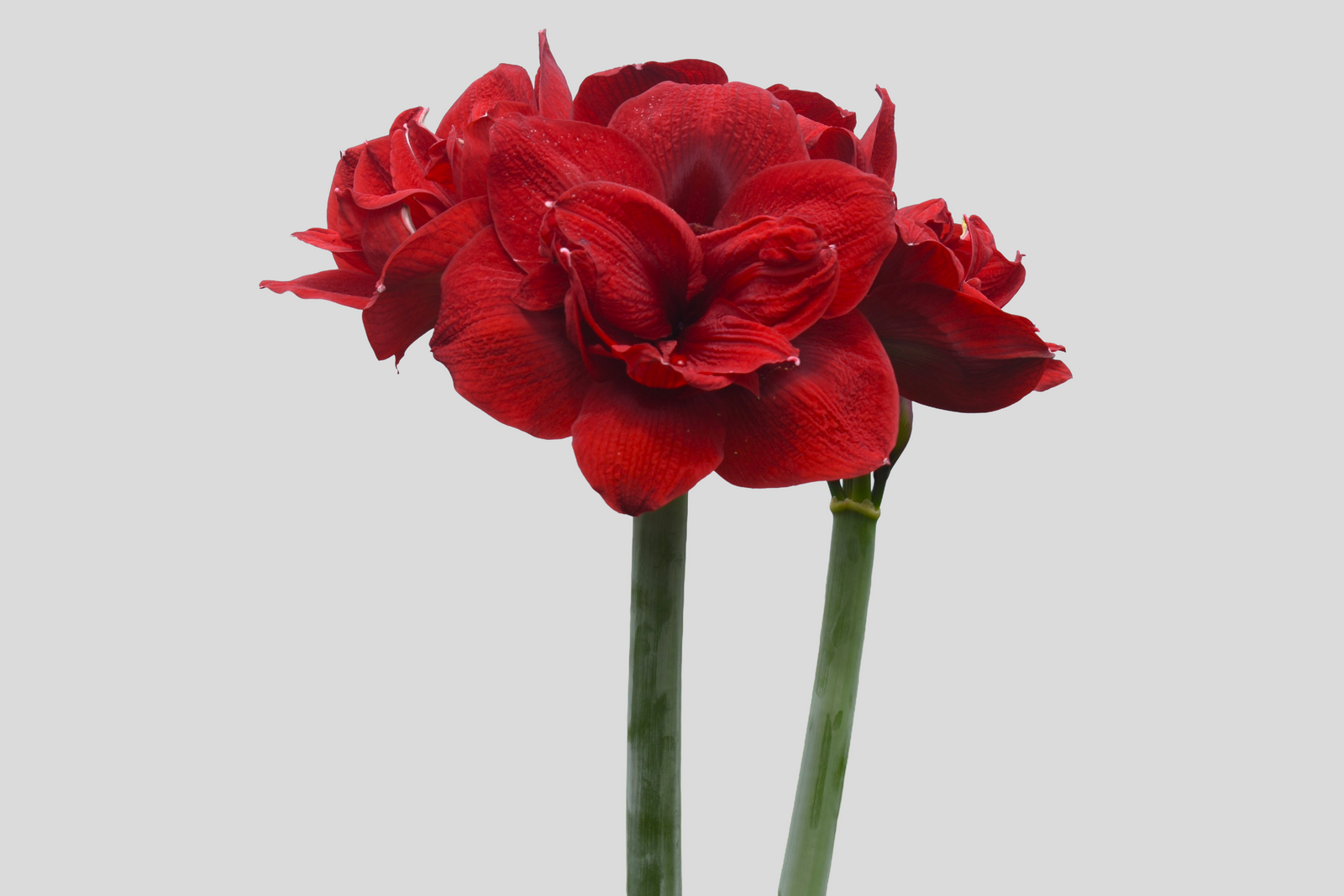 Red Symphony Amaryllis Bulbs – Bulb & Blossom