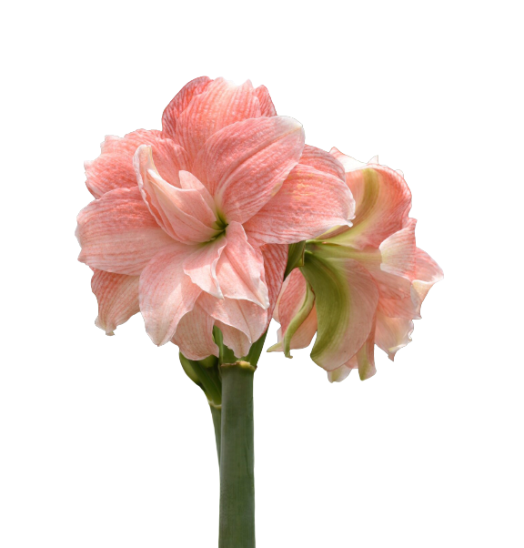 Tika Glory Amaryllis Bulbs – Bulb & Blossom