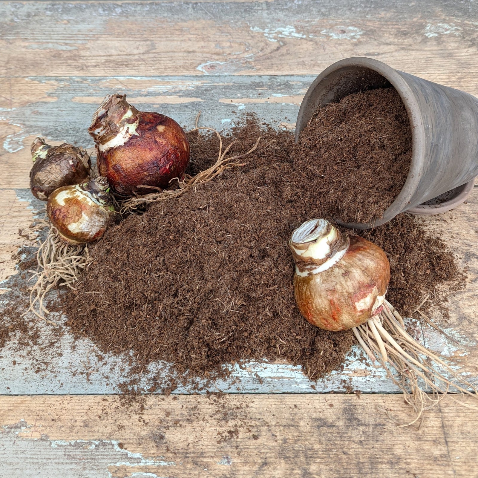 coconut coir – Bulb & Blossom