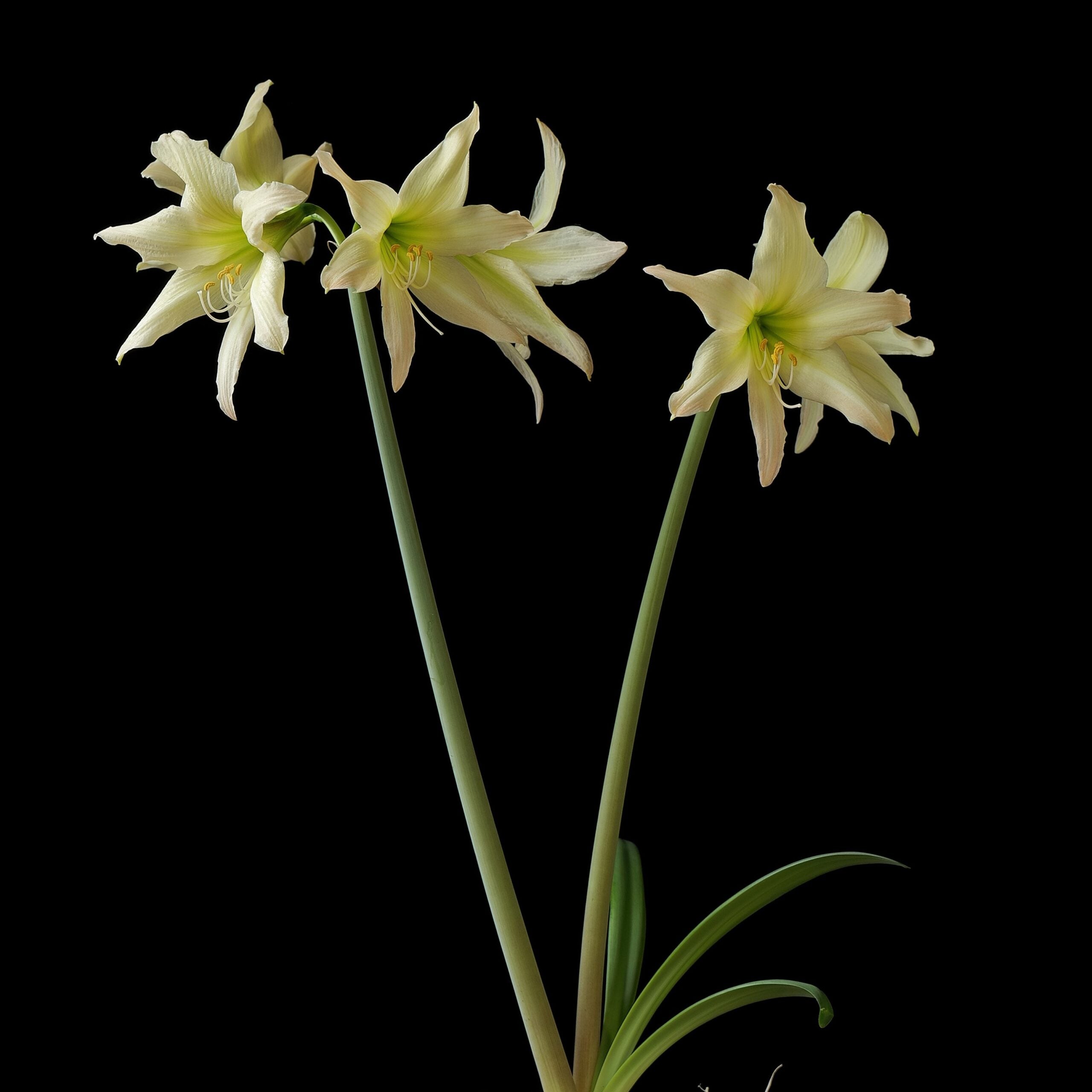 Aurora Amaryllis Bulbs – Bulb & Blossom