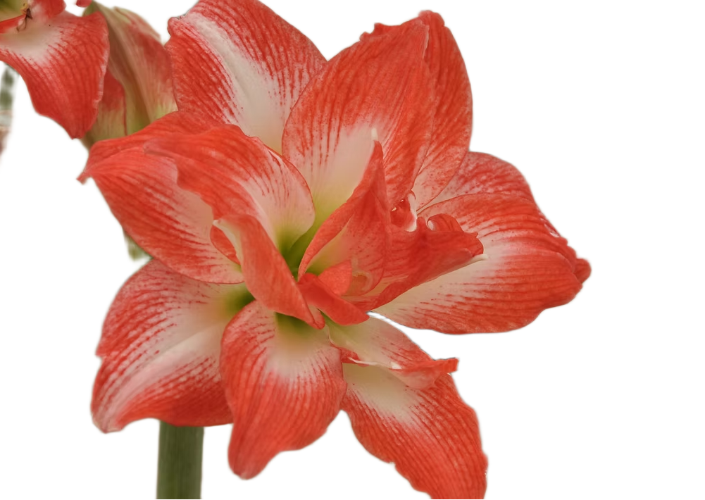 China Star Amaryllis Bulbs – Bulb & Blossom