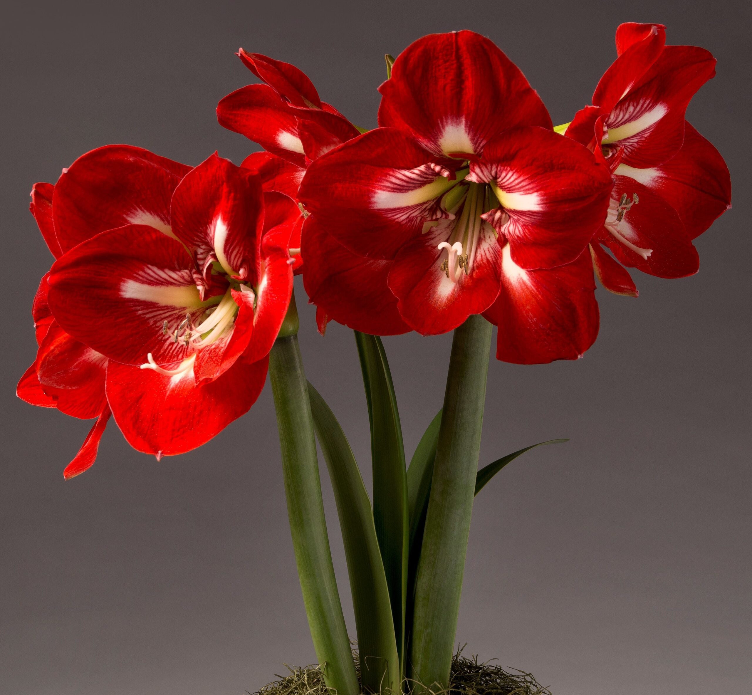 Cocktail Amaryllis Bulbs – Bulb & Blossom