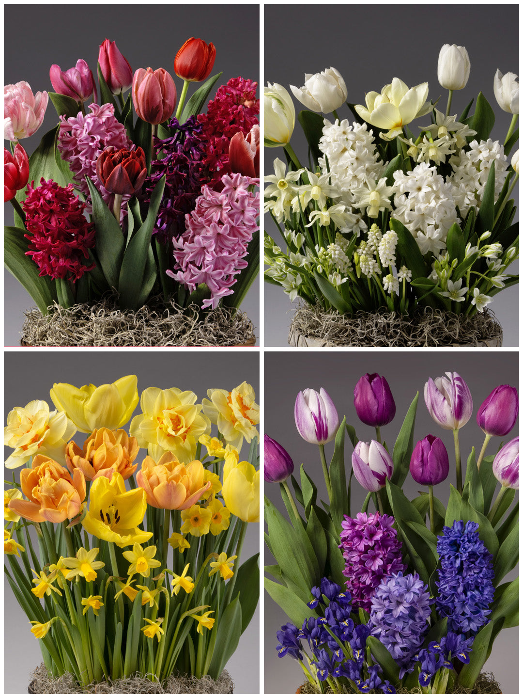 Bulb & Blossom – Bulb & Blossom