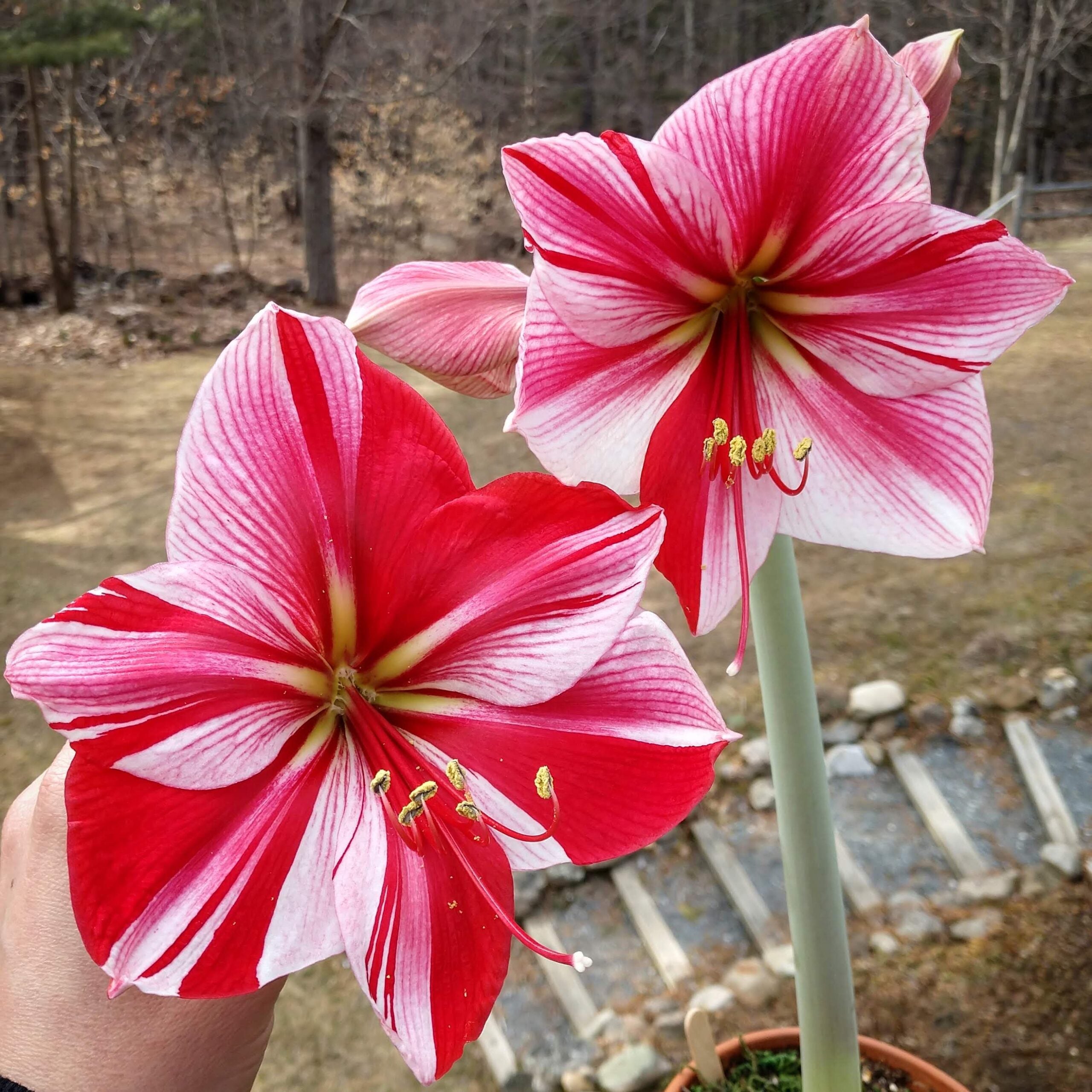 Gervase Amaryllis Bulbs – Bulb & Blossom