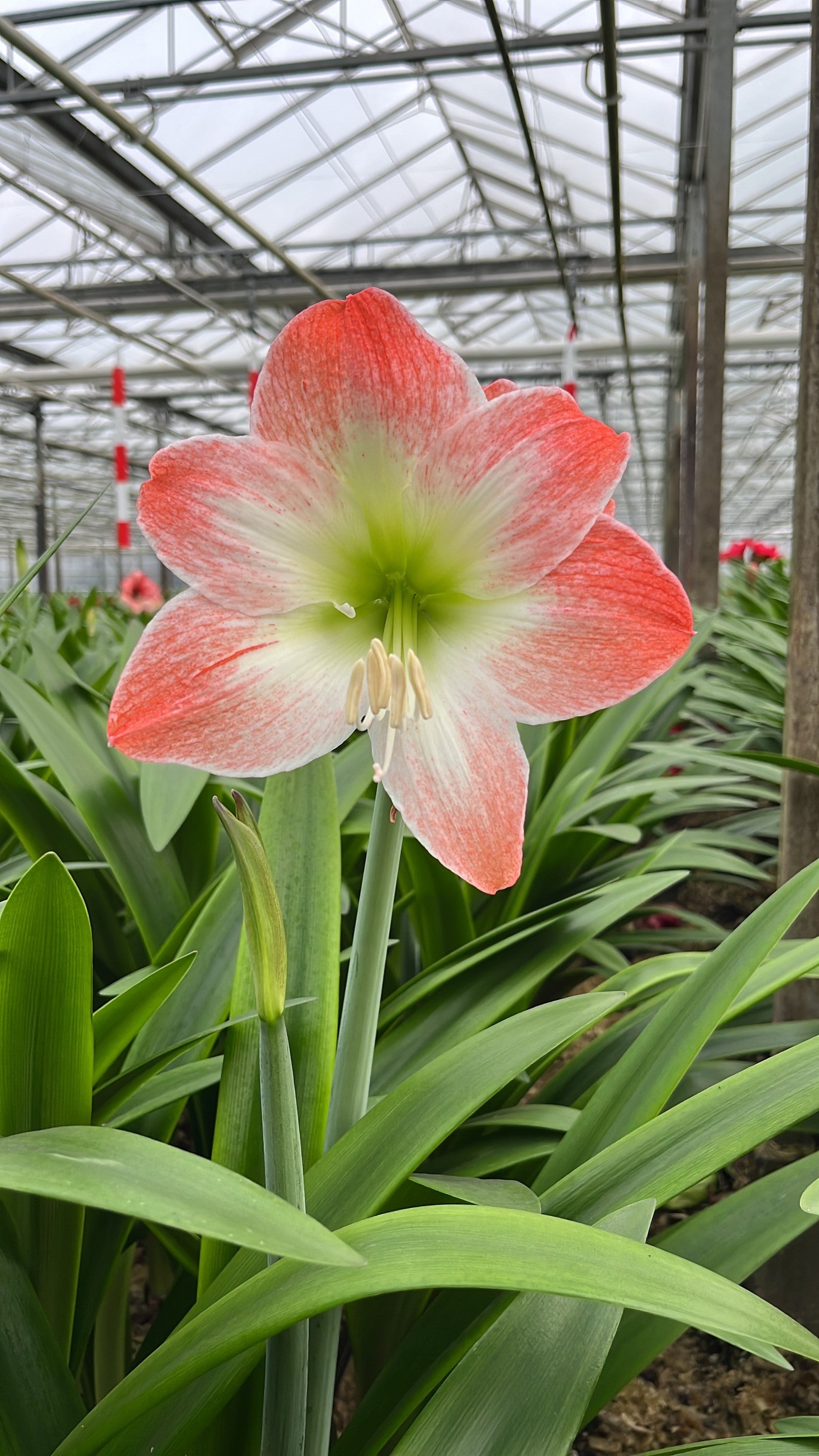 King Star Amaryllis Bulbs – Bulb & Blossom