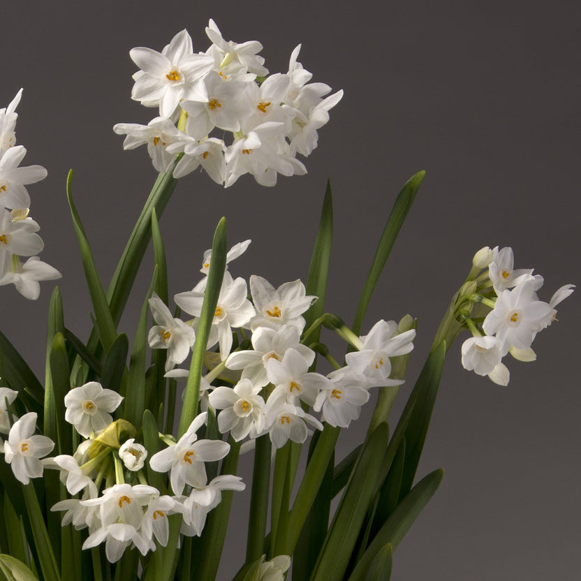 potted paperwhite narcissus small – Bulb & Blossom