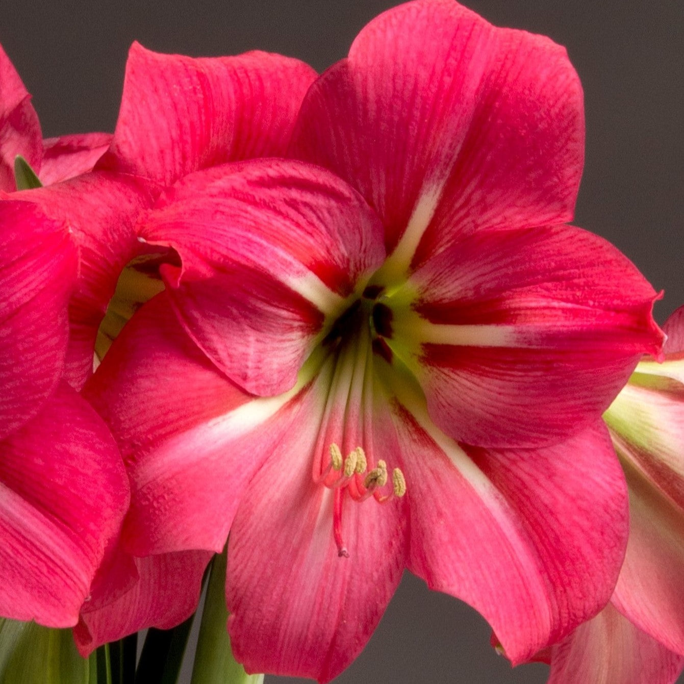 Pink Flush Amaryllis Bulbs – Bulb & Blossom