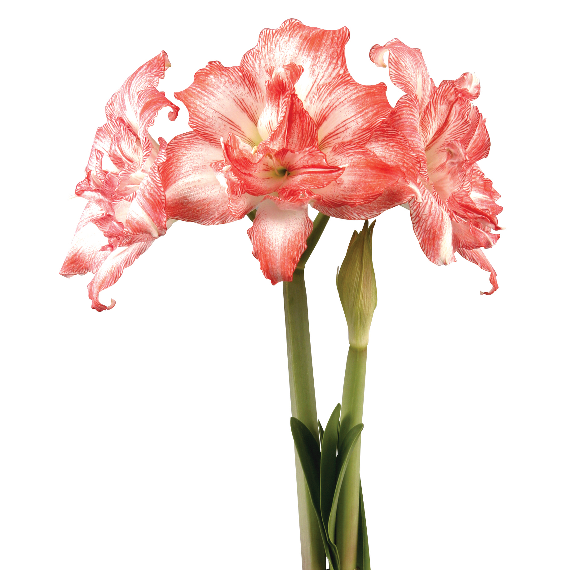 Razzmatazz Amaryllis Bulbs – Bulb & Blossom
