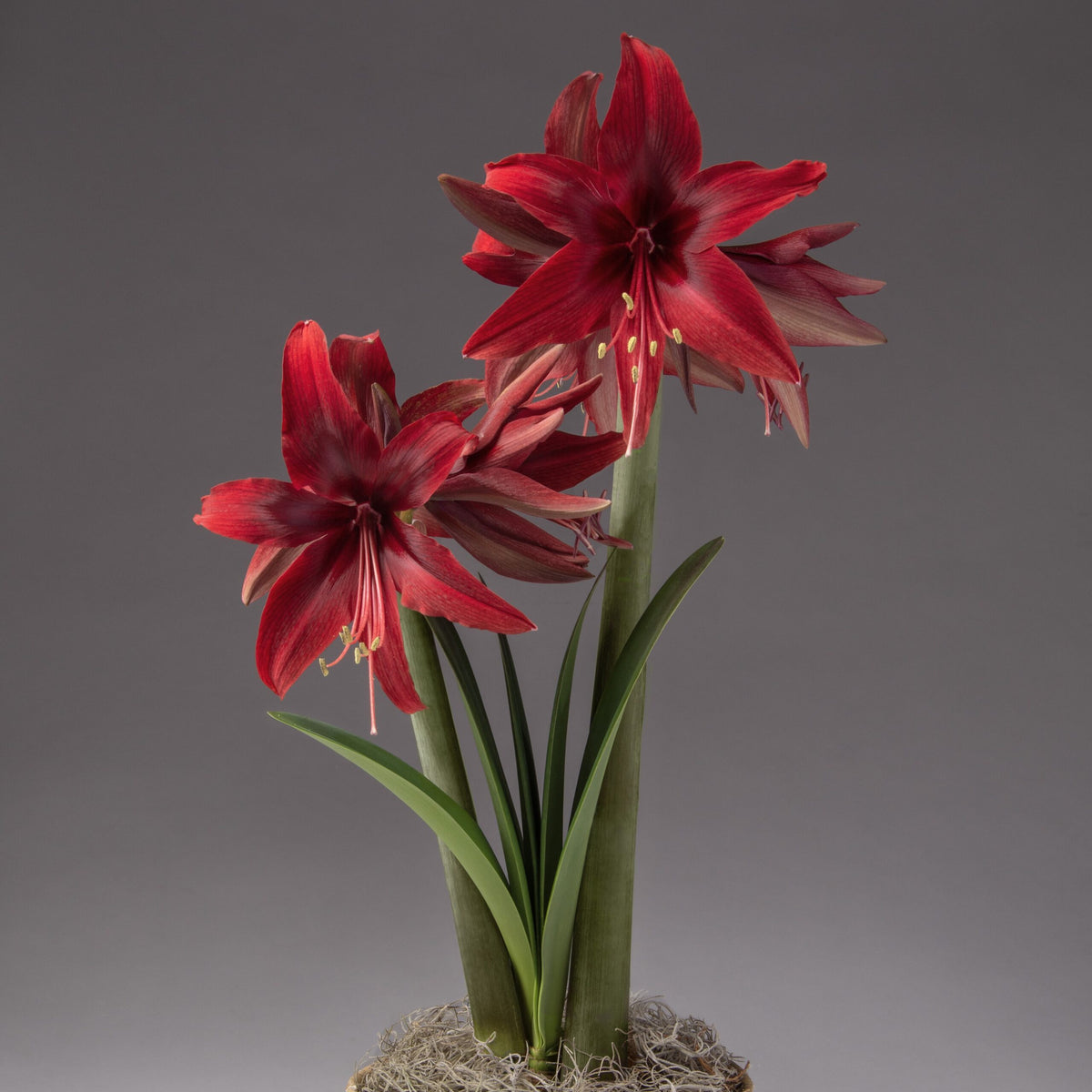 Red Amazon Amaryllis Bulbs – Bulb & Blossom