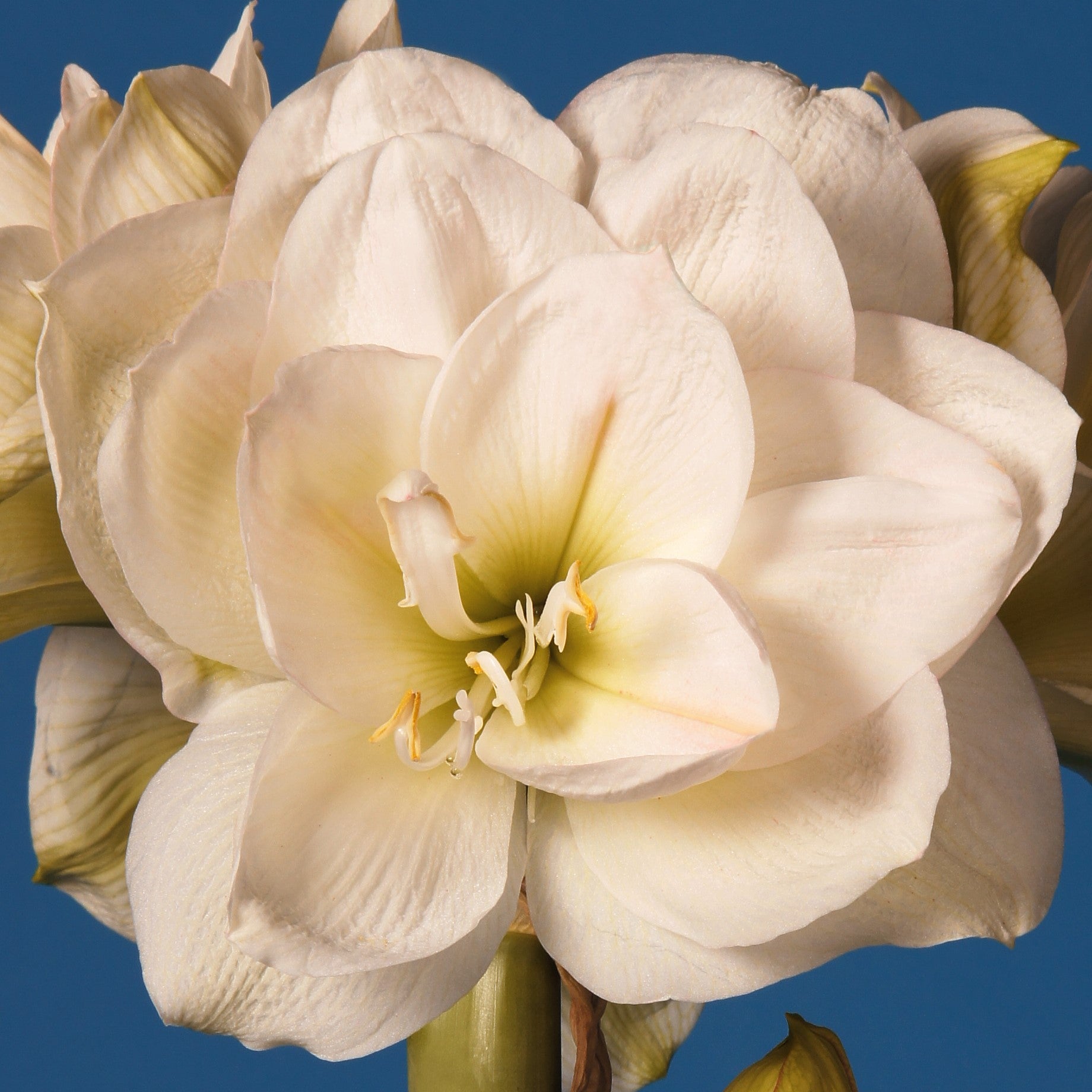 White Amadeus Amaryllis Bulbs – Bulb & Blossom